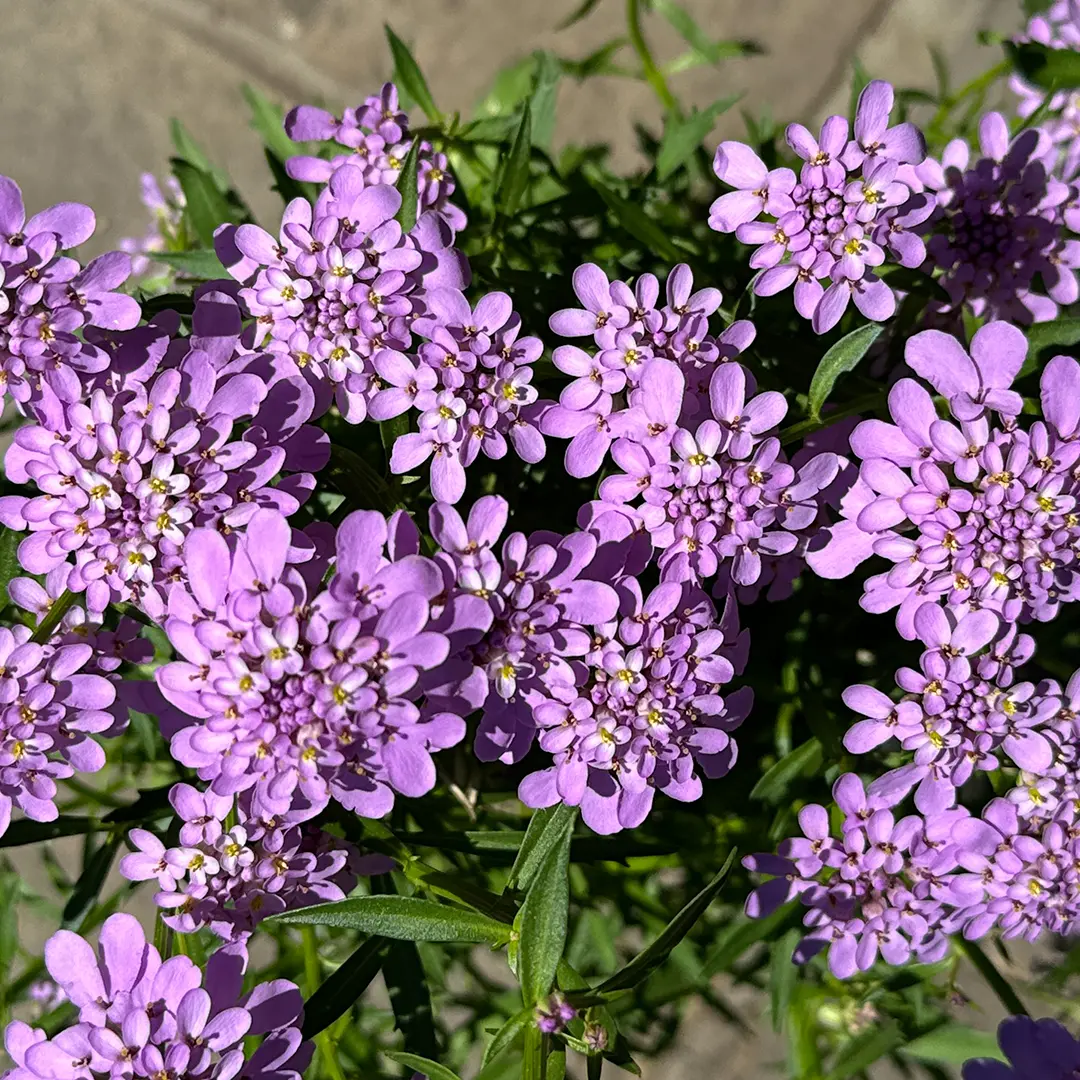 Iberis 'Mermaid Lavender' (Pot Size 2L) - The Boma Garden Centre