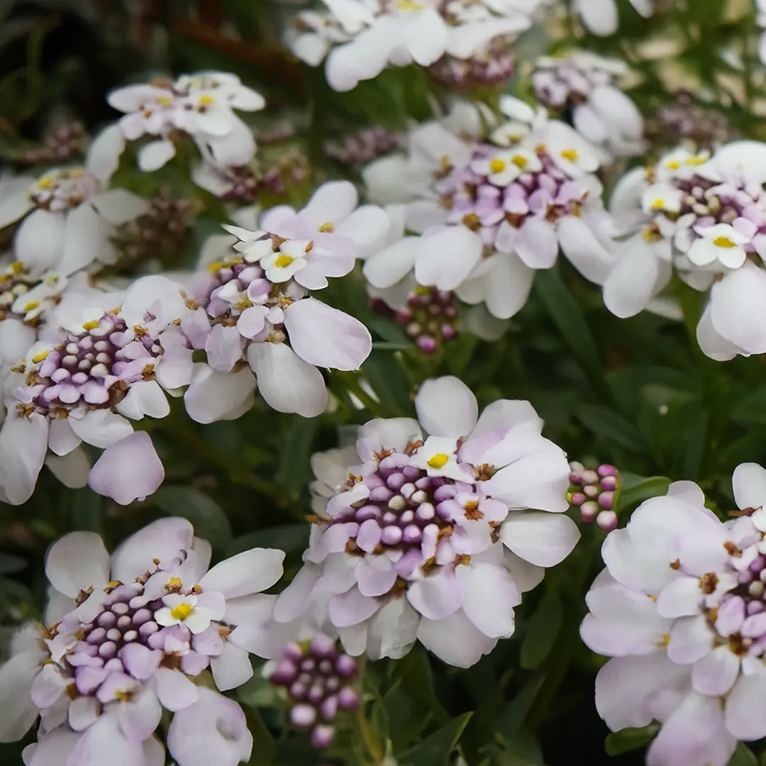 Iberis 'Pink Ice' (Pot Size 2L) - The Boma Garden Centre