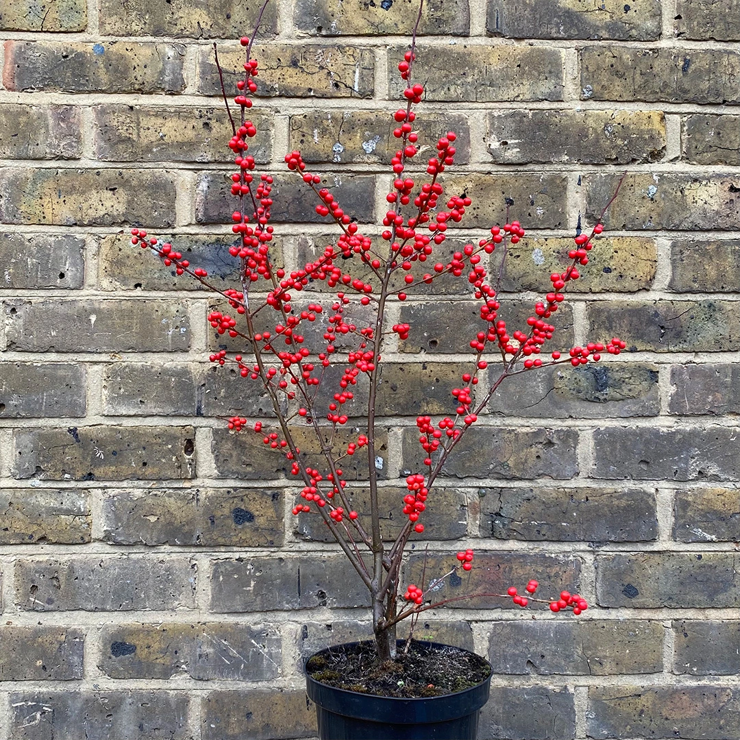 Ilex verticillata (Pot Size 3L ) Winter Berry - The Boma Garden Centre
