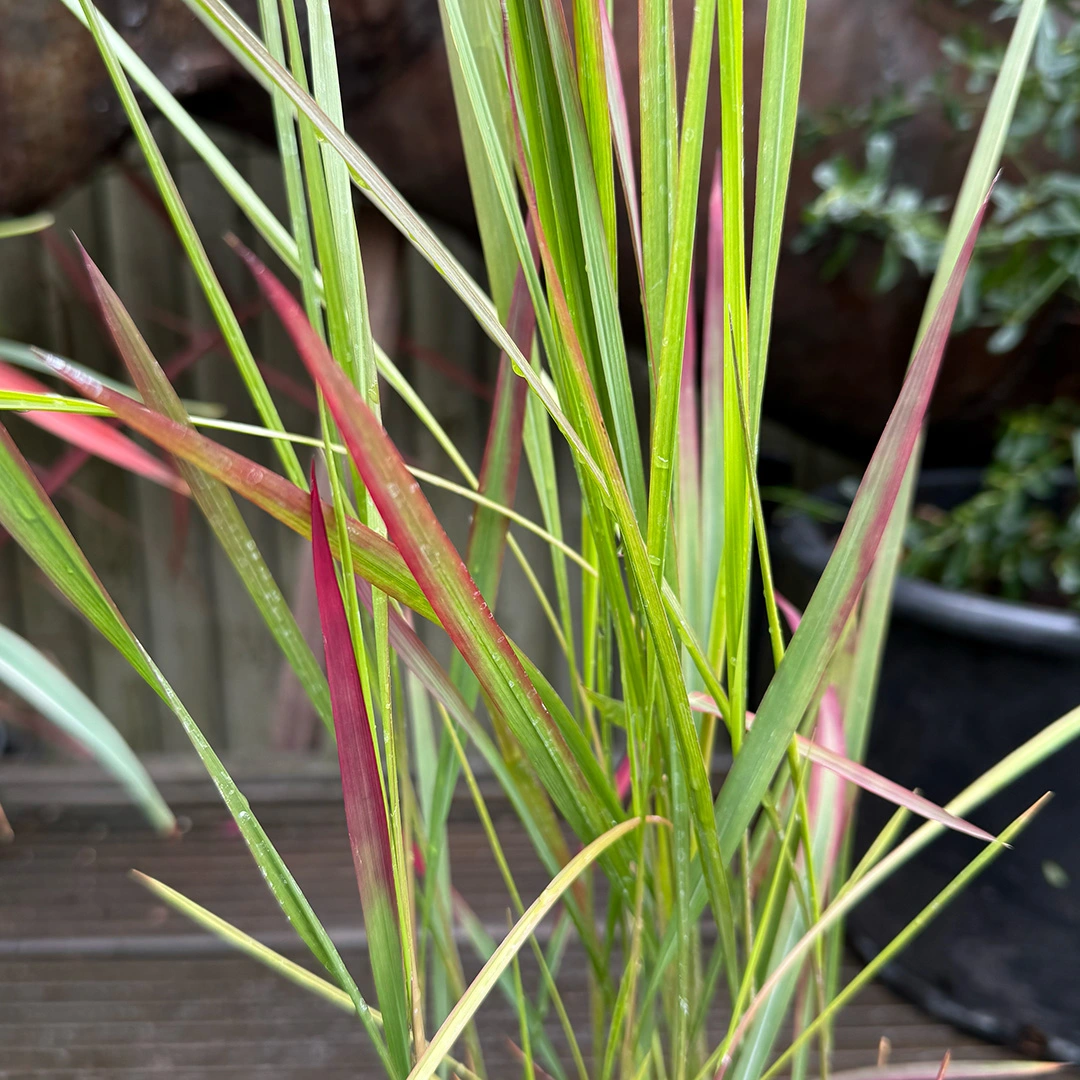 Imperata Red Baron (Pot Size 2L) - The Boma Garden Centre