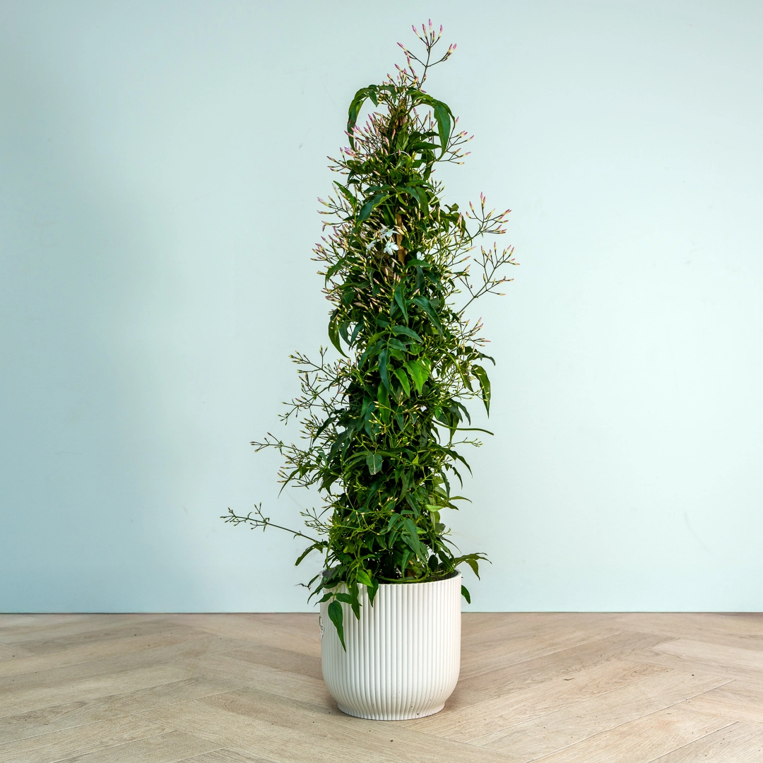 Jasminum polyanthemum pyramid (Pot Size 17cm) Flowering jasmine - The ...