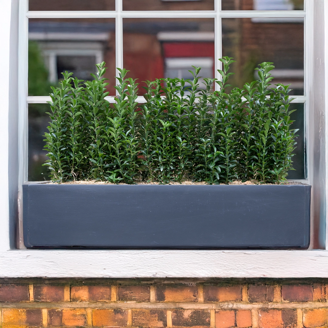 Kensington Green Screen Window Box (W60cm) - The Boma Garden Centre
