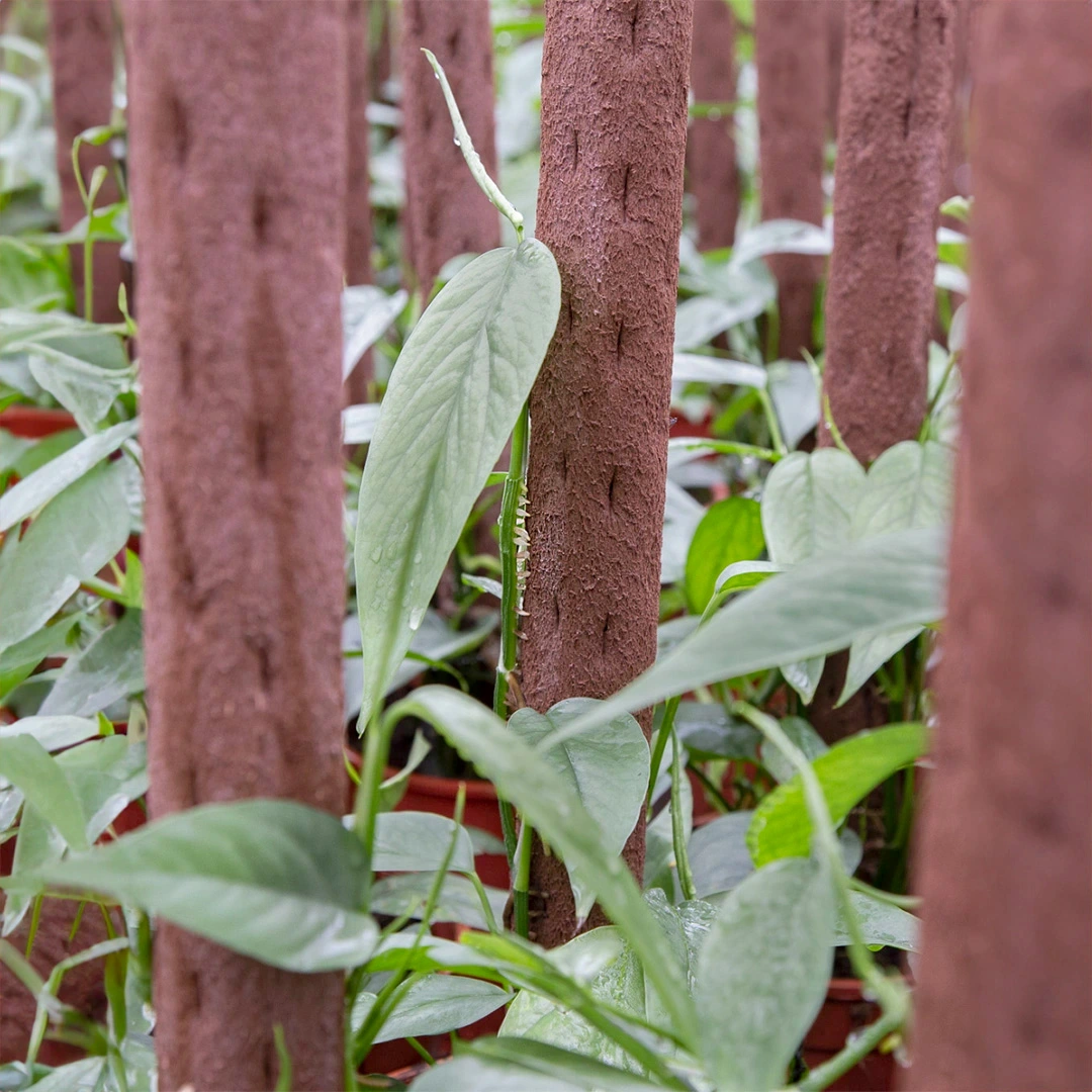 Kratiste Biobased Bark-Effect Climbing Pole 50cm - Plant Climbing Pole ...