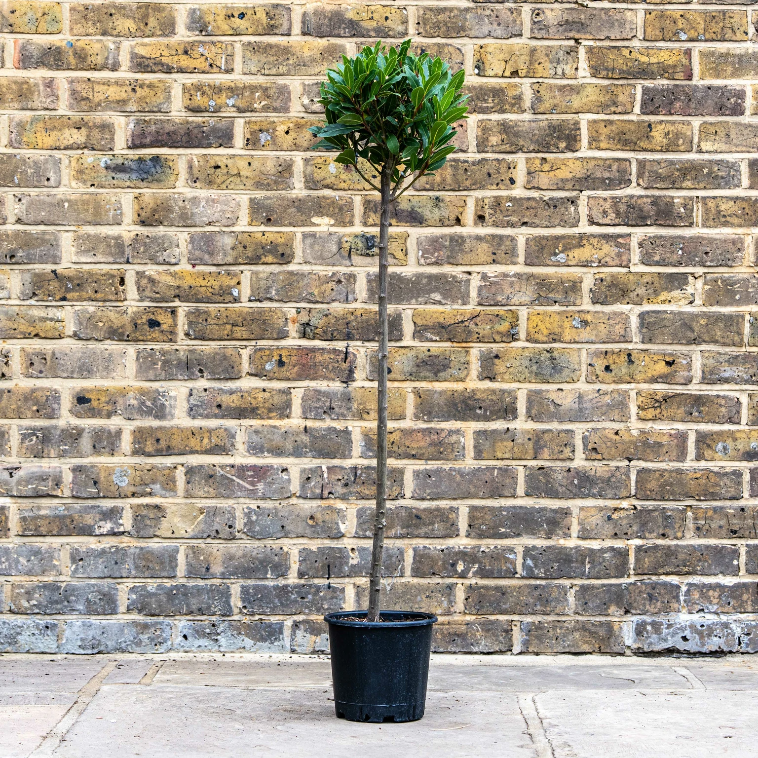 Laurus nobilis 1/2 Std (Foliage Diameter 20-25cm) Bay Tree - The Boma ...