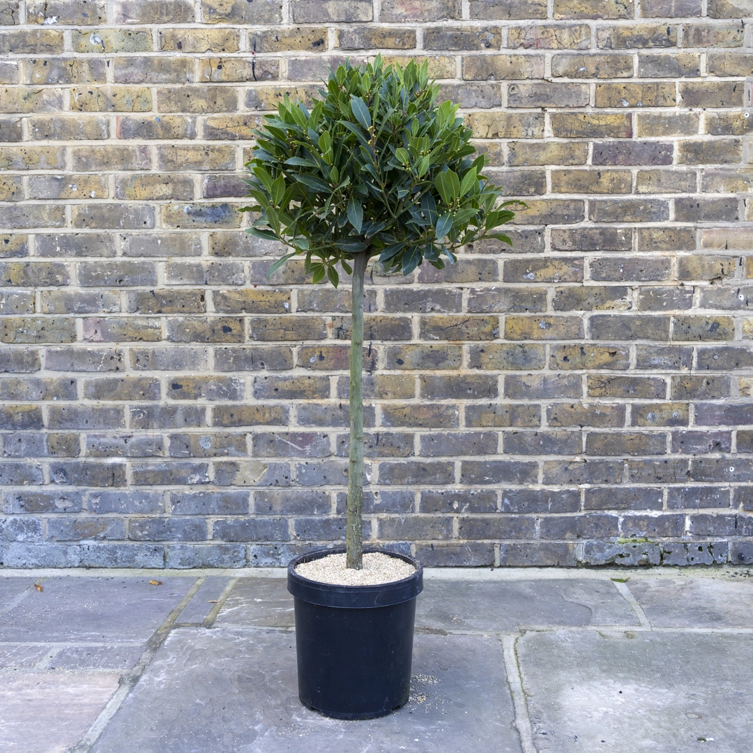 Laurus nobilis 1/2 Std (Foliage Diameter 35-40cm) Bay Tree - The Boma ...
