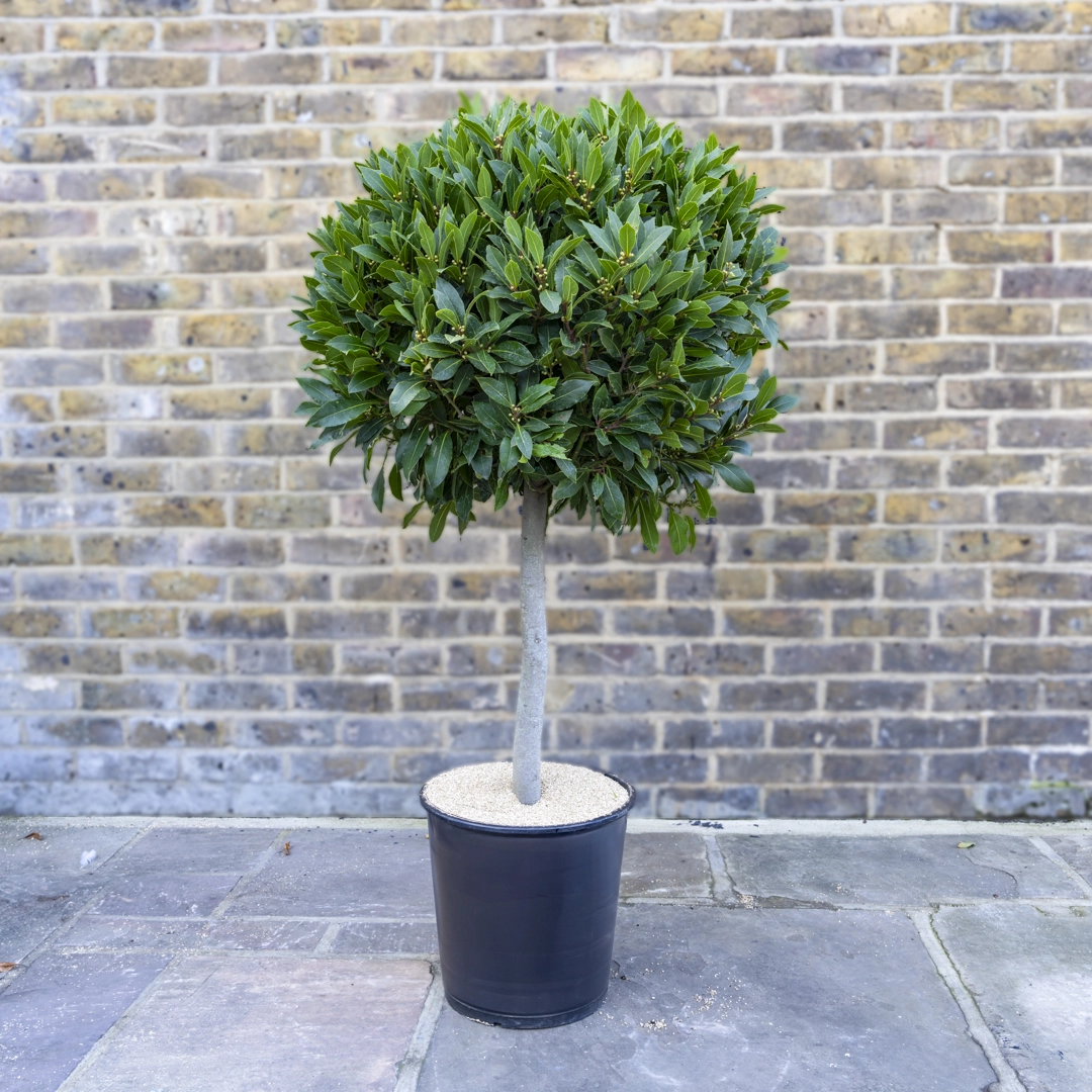 Laurus nobilis 1/2 Std (Foliage Diameter 60-65cm) Bay Tree - The Boma ...