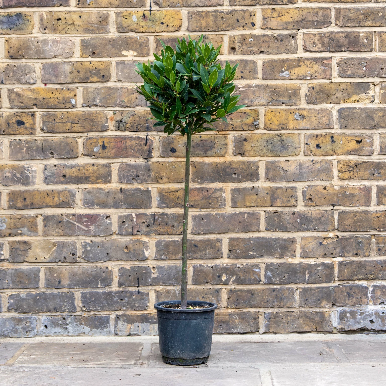Laurus nobilis 1/4 Std (Foliage Diameter 30-35cm) Bay Tree - The Boma ...