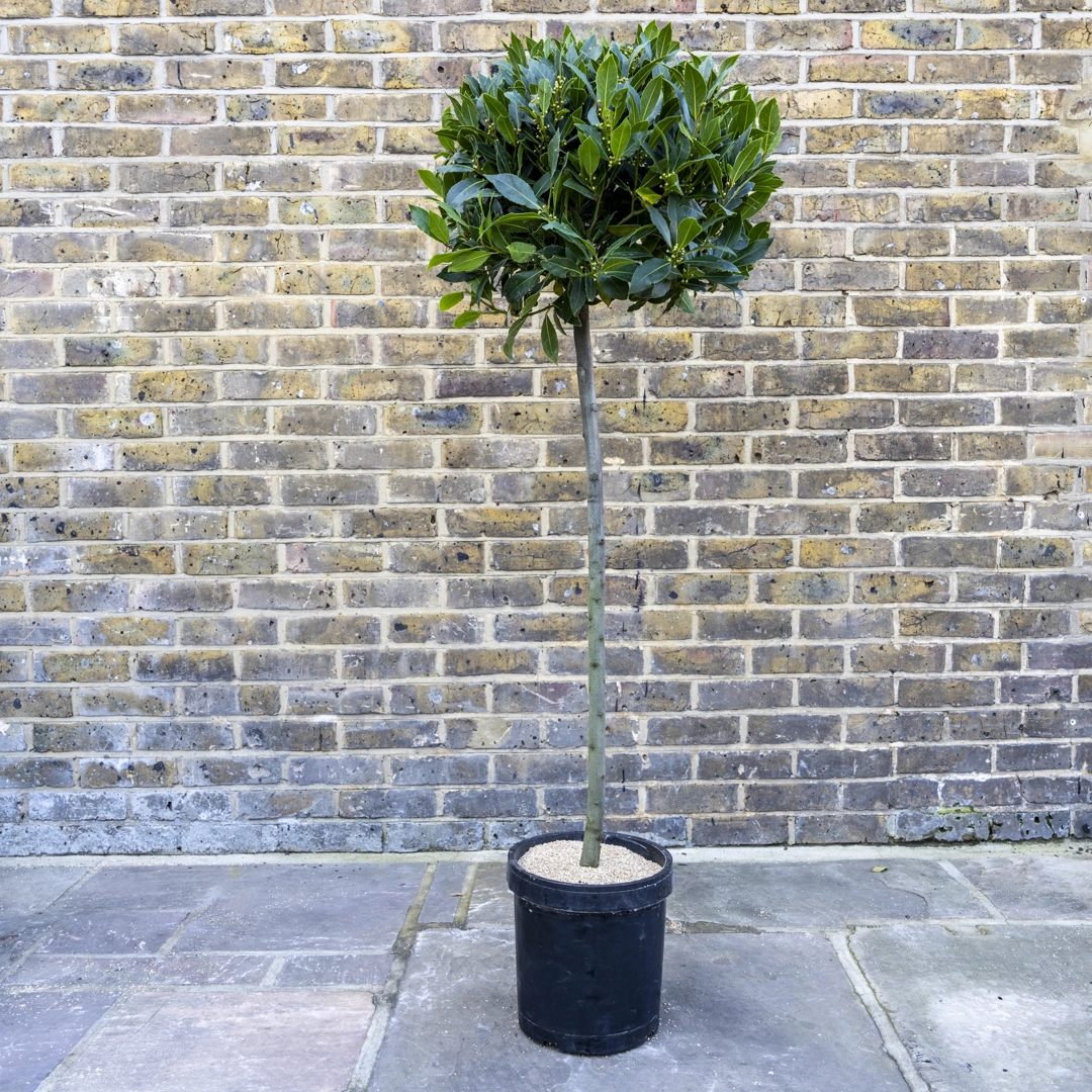 Laurus nobilis 1/4 Std (Foliage Diameter 35-40cm) Bay Tree - The Boma ...