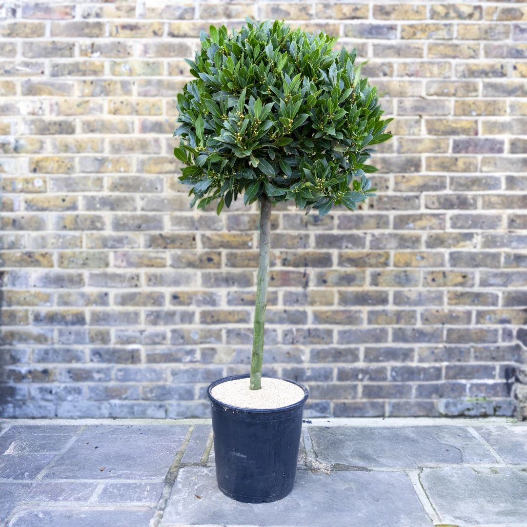 Laurus nobilis 1/4 Std (Foliage Diameter 65-70cm) Bay Tree - The Boma ...