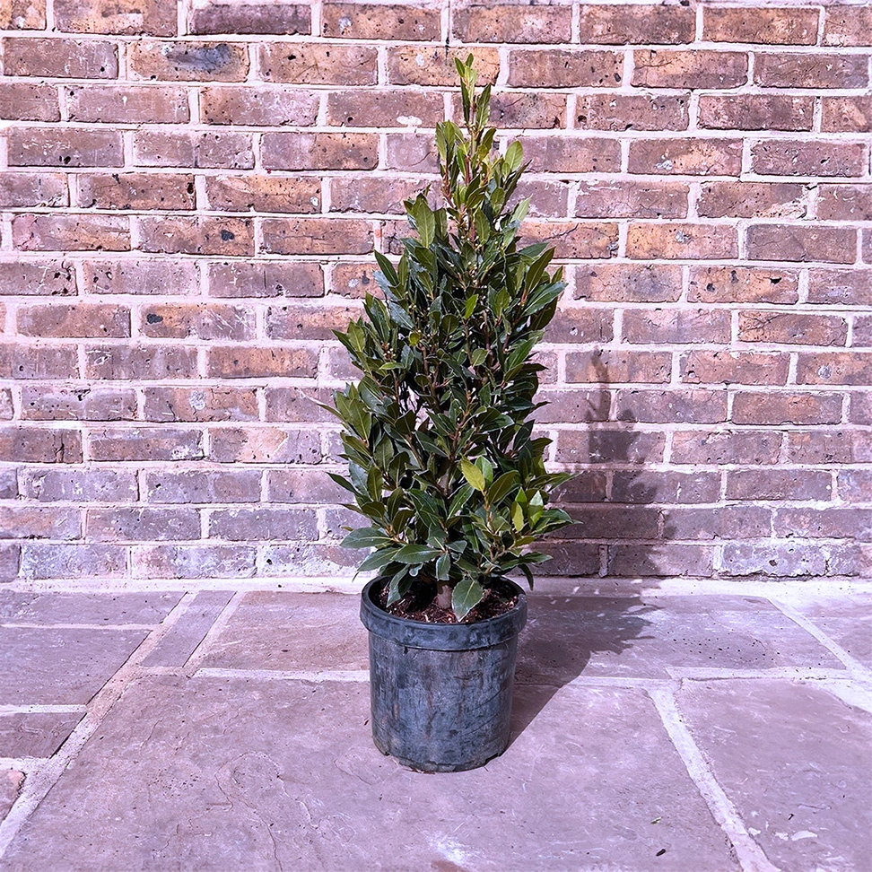 Laurus nobilis Pyramid (Foliage Height 65-70cm) Bay tree - The Boma ...