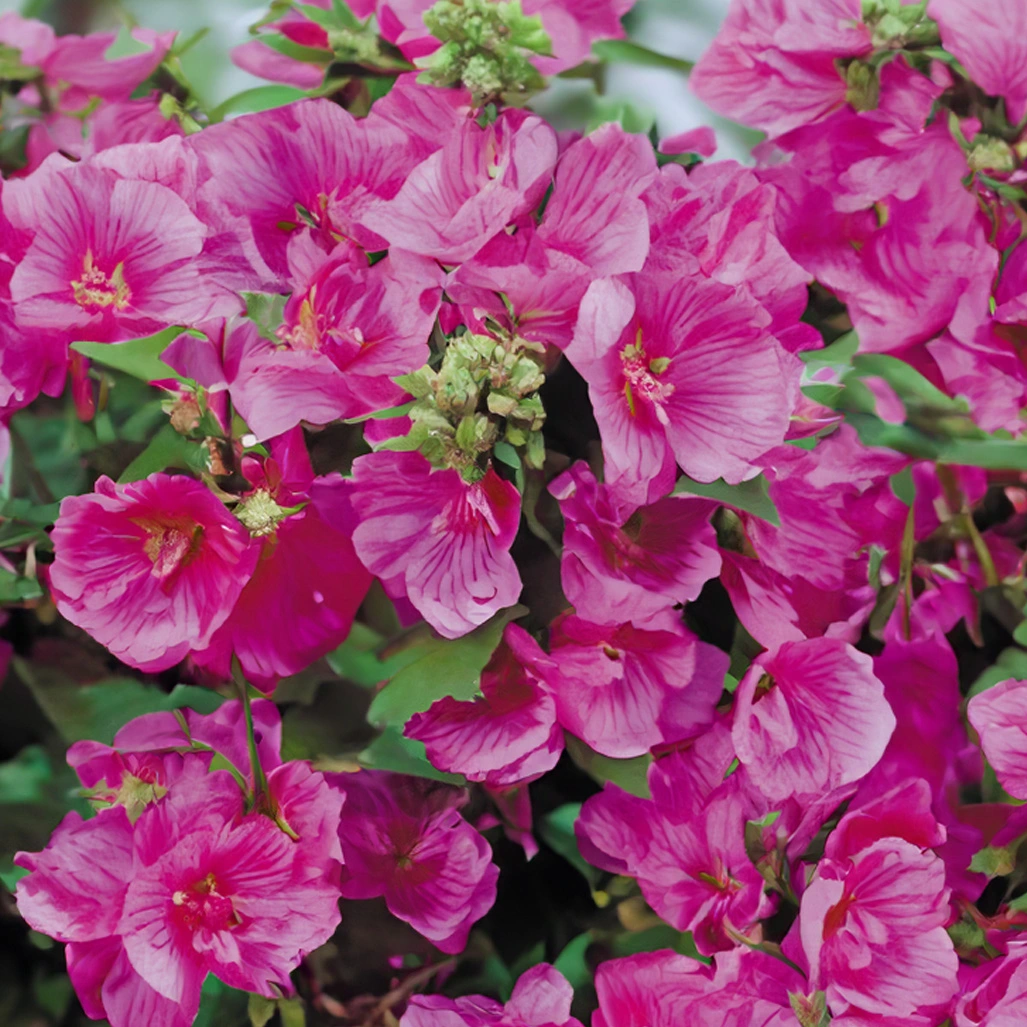 Lavatera x clementii ‘Ruby Star’ (Pot Size 3L) 'Ruby Star' Tree Mallow ...