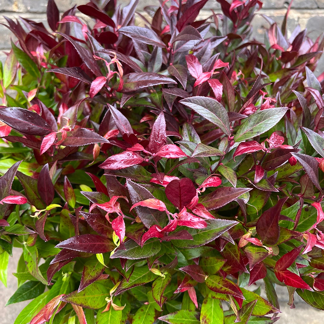 Leucothoe scarletta 'Zeblid' (Pot Size 5L) - The Boma Garden Centre
