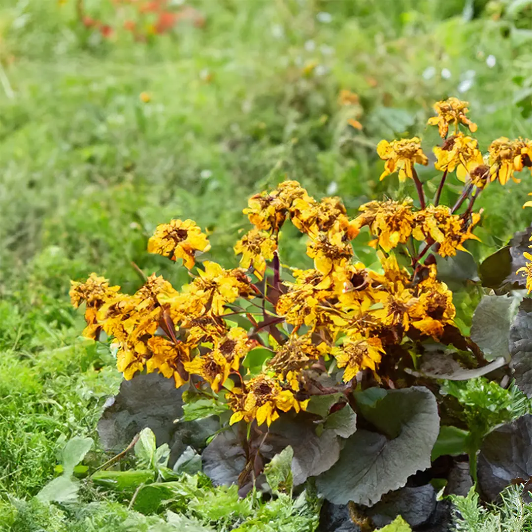 Ligularia Pandora (Pot Size 2L) - The Boma Garden Centre