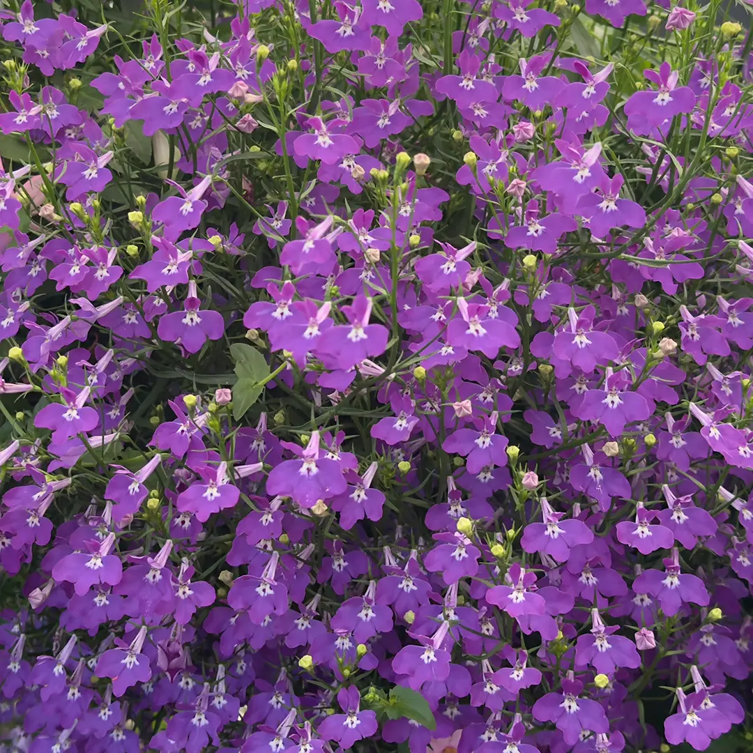 Lobelia erinus (Pot Size 18cm) Lobelia - The Boma Garden Centre