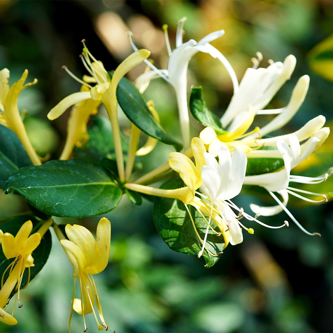 Lonicera japonica 'Halliana' (Pot Size 3ltr) Honey Suckle - The Boma ...