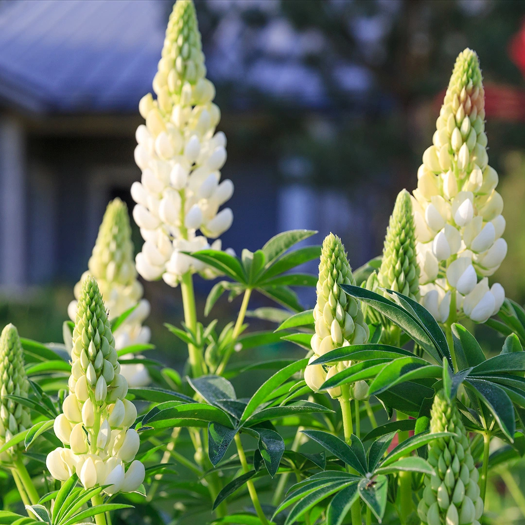 Lupinus 'Noble Maiden' (Pot Size 2L) Perennial - The Boma Garden Centre
