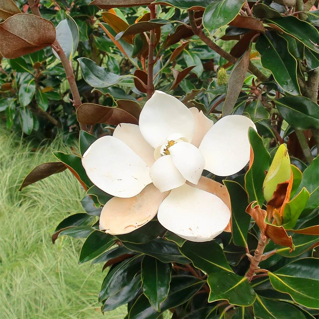 Magnolia 'Grand Little Gem' (Pot Size 4L) Southern Magnolia - The Boma ...