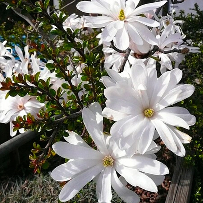 Magnolia 'stellata' (Pot Size 10L) Star Magnolia - The Boma Garden Centre