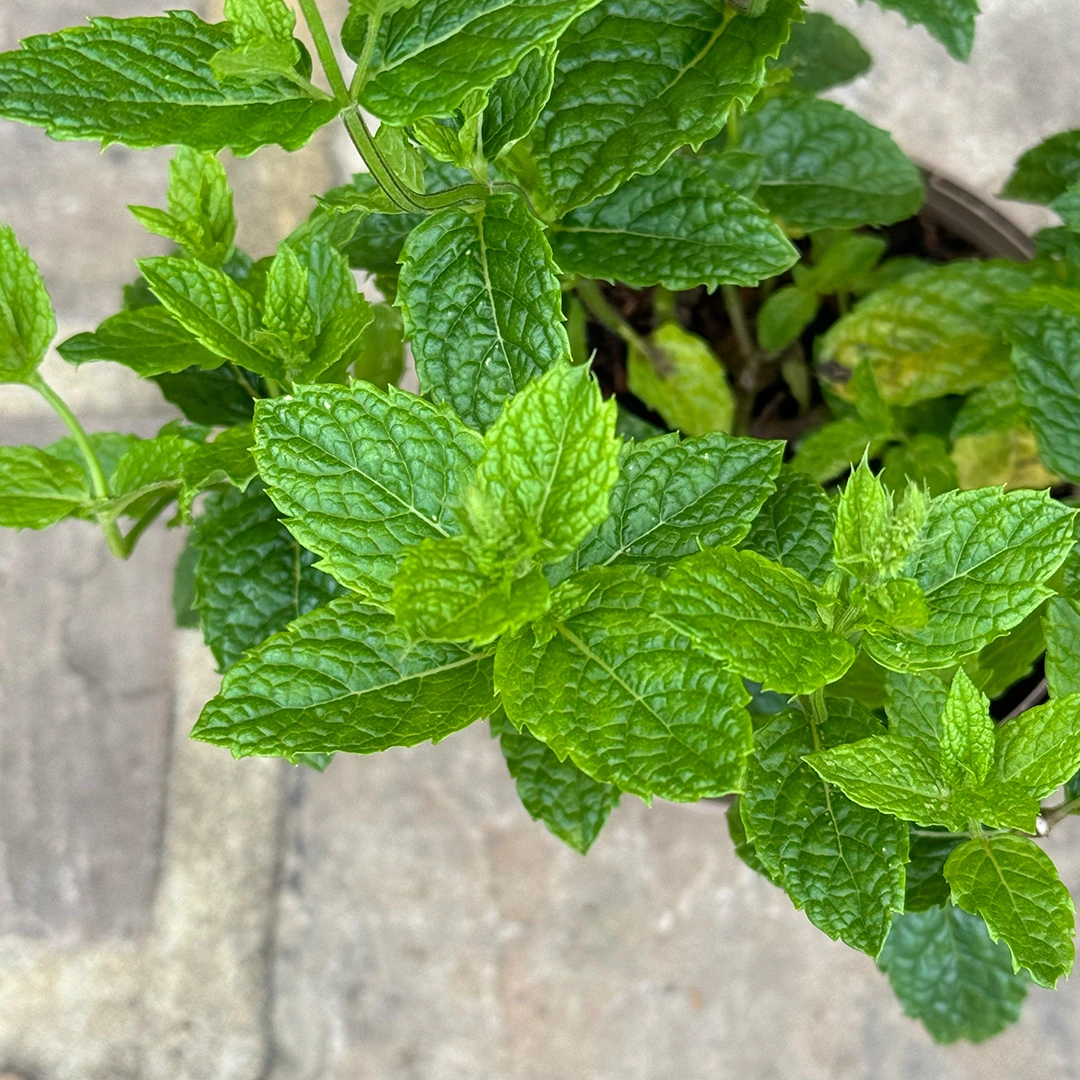 Mentha spicata ‘Moroccan’ (Pot Size 1L) Moroccan Mint - The Boma Garden ...