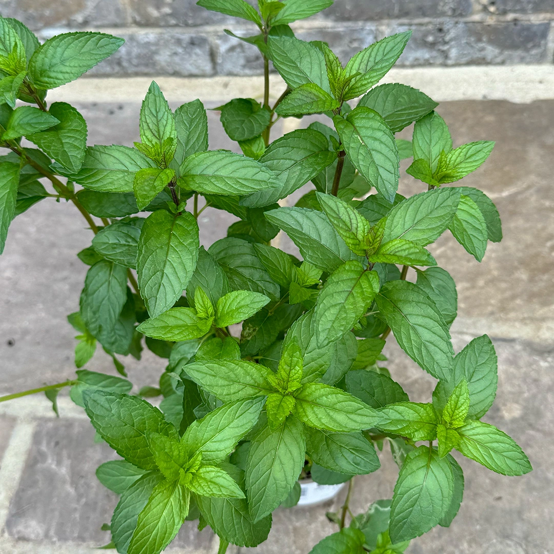 Mentha x piperita f.citrata 'Chocolate' (Pot Size 1L) - The Boma Garden ...