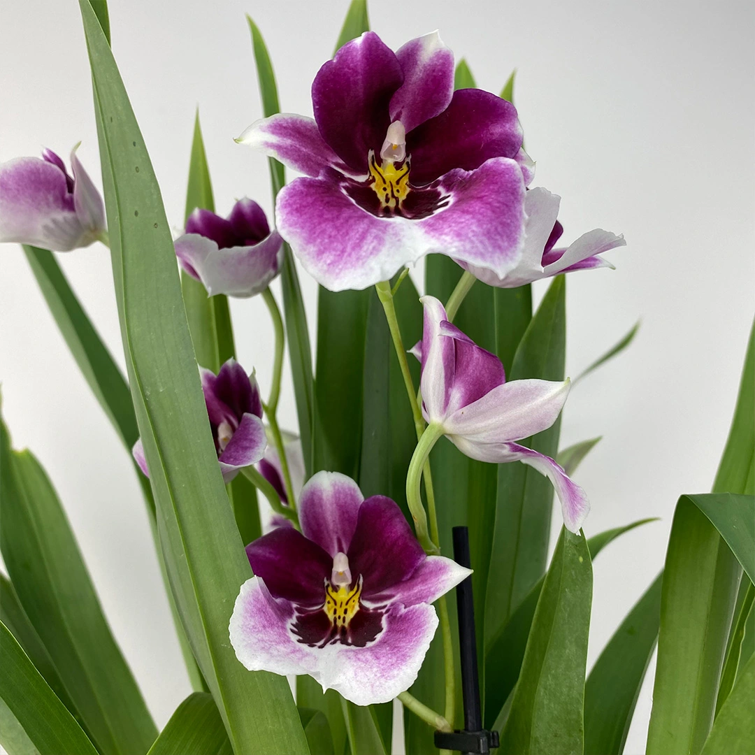 Miltonia 'Magenta' Orchid (Pot Size 12cm) - The Boma Garden Centre
