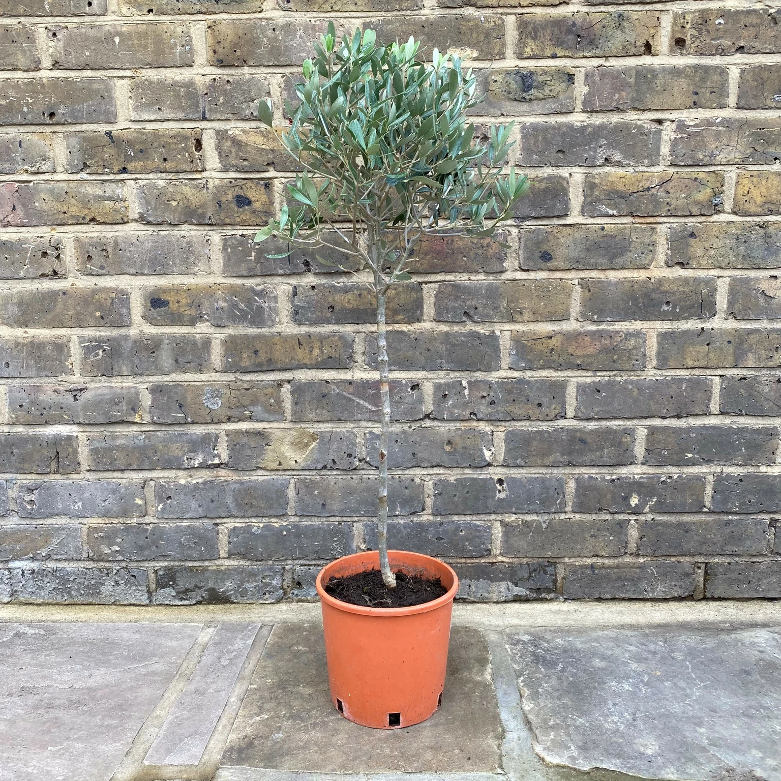 Mini Standard Olive (Head Diameter 28cm) ) - The Boma Garden Centre