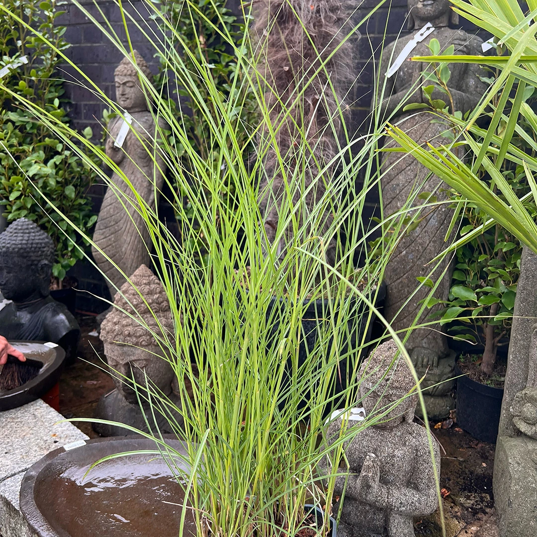 Miscanthus Kleine Silber (23cm) Chinese Silver Grass - The Boma Garden ...