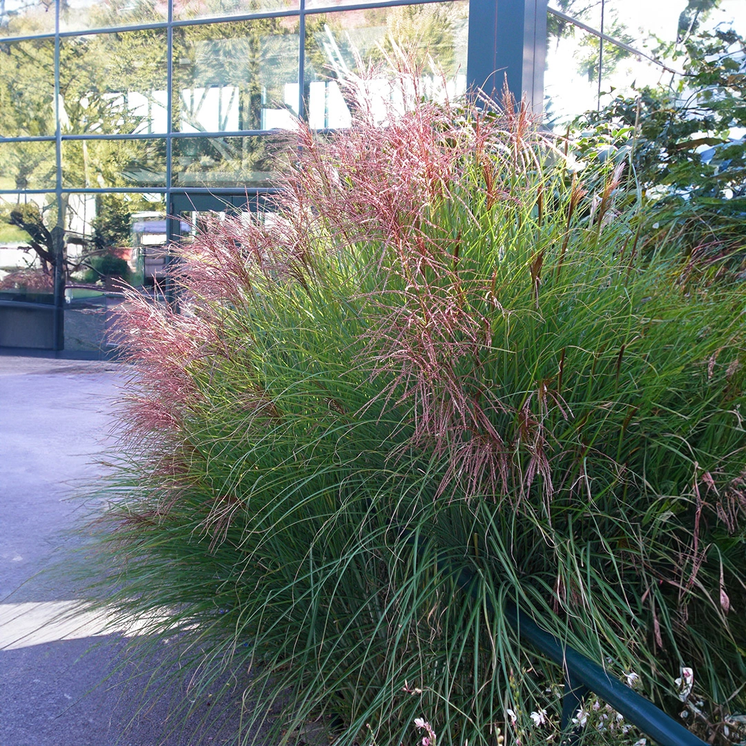 Miscanthus sinensis 'Red Cloud' (23cm) Red Chinese Silver Grass - The ...