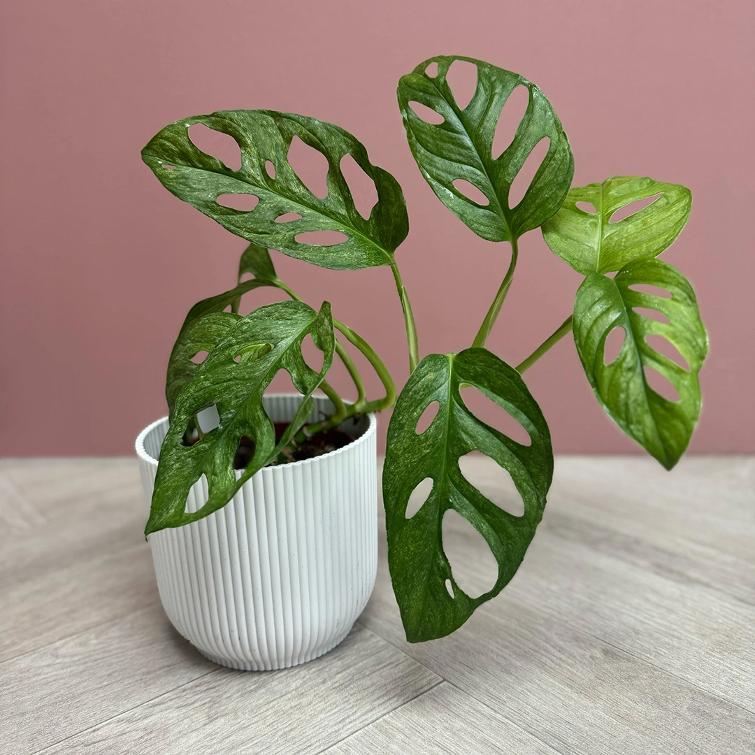 Monstera Adansonii Mint (Pot Size 12cm) Swiss Cheese Plant - The Boma ...