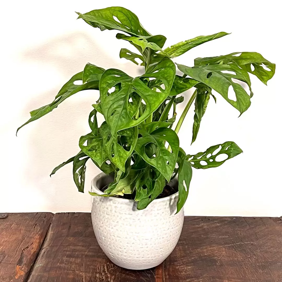 Monstera adansonii (Pot Size 12cm) Monstera monkey mask - The Boma ...