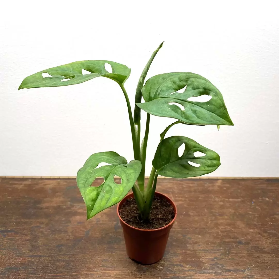 Monstera adansonii (Pot Size 5.5cm) Monstera monkey mask - The Boma ...