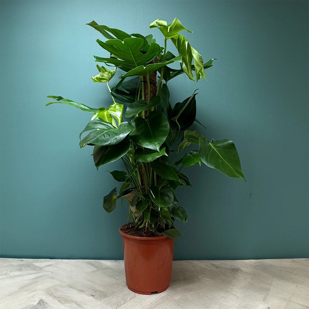 Monstera deliciosa (Pot Size 27cm) Swiss cheese plant - The Boma Garden ...