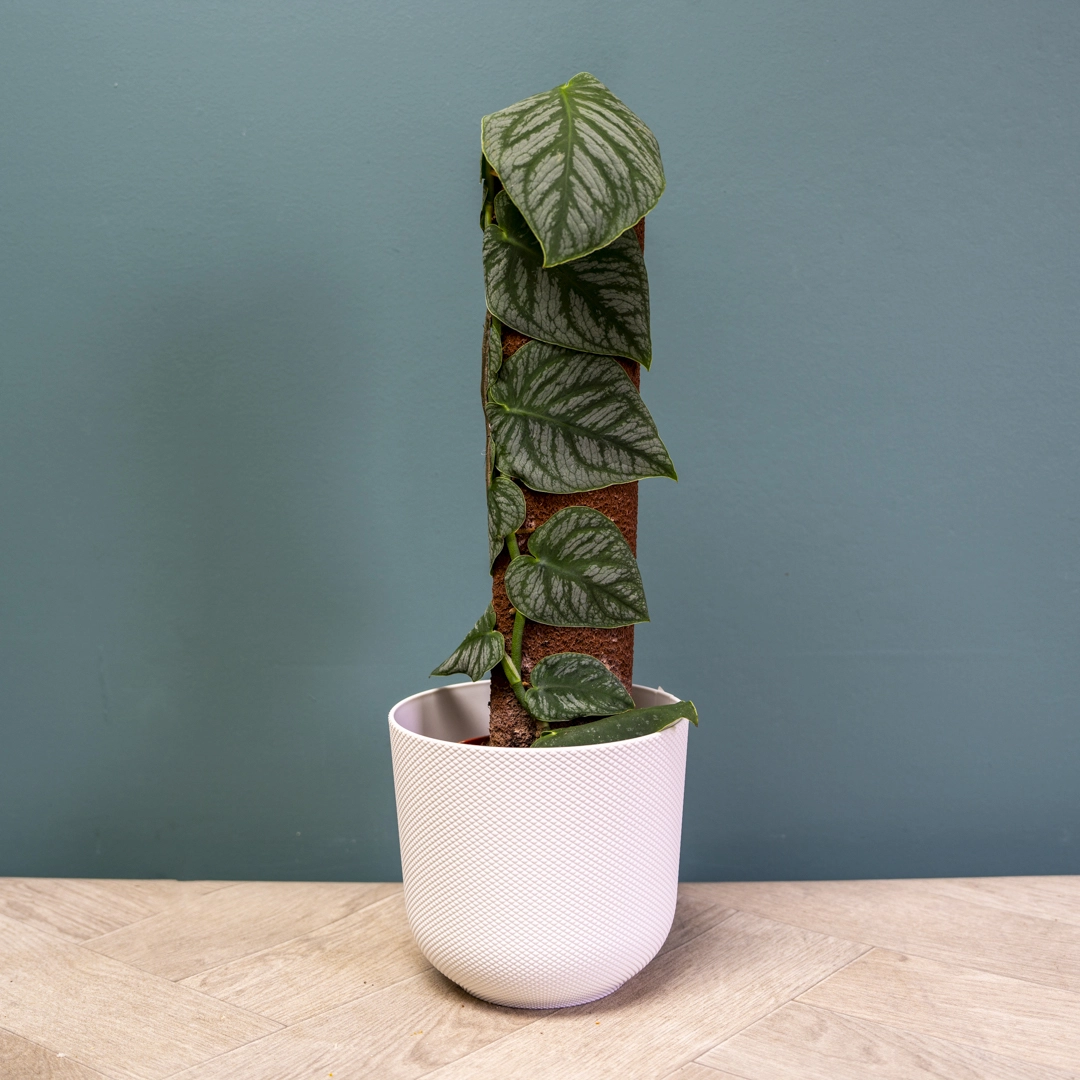 Monstera 'Dubia' (Pot Size 14cm) - The Boma Garden Centre