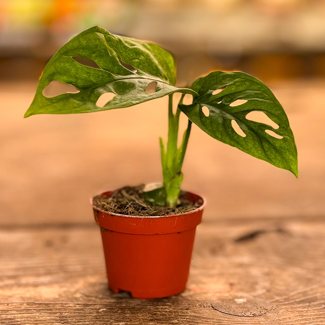 Monstera 'Luxe' (Pot Size 6cm) - The Boma Garden Centre