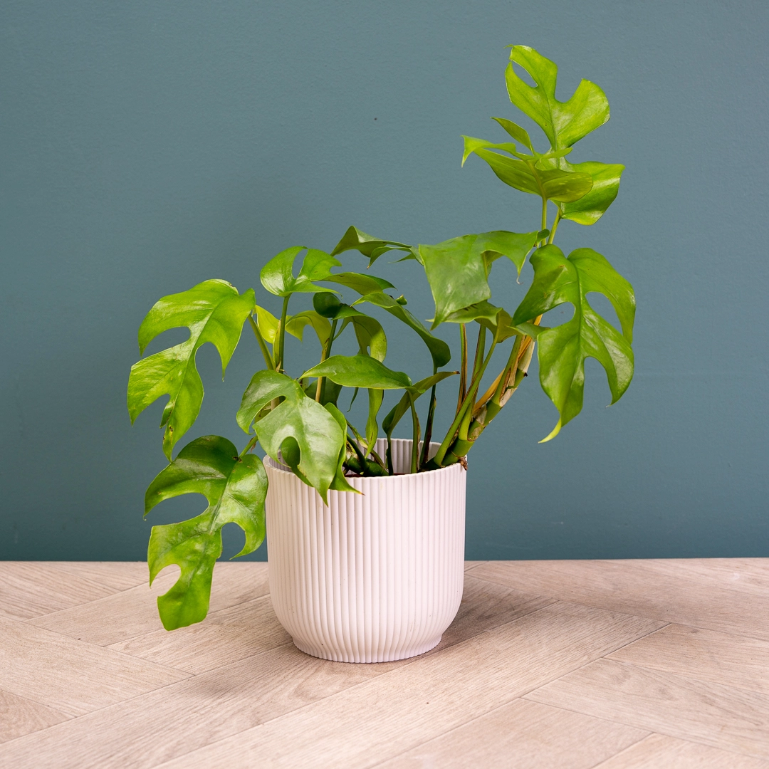Monstera Minima (Pot Size 12cm) - The Boma Garden Centre