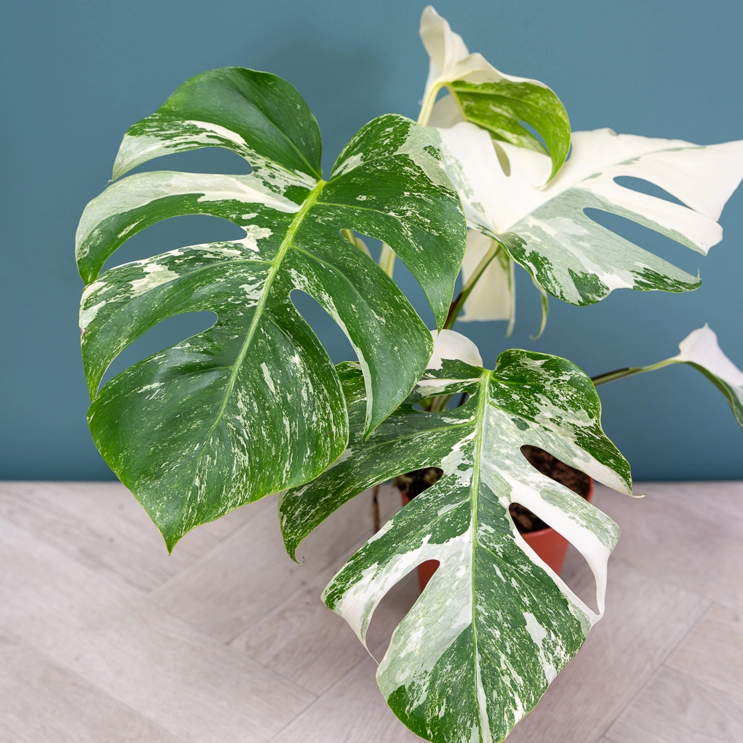 Monstera 'Super White' (Pot Size 15cm) Variegated Swiss Cheese Plant ...