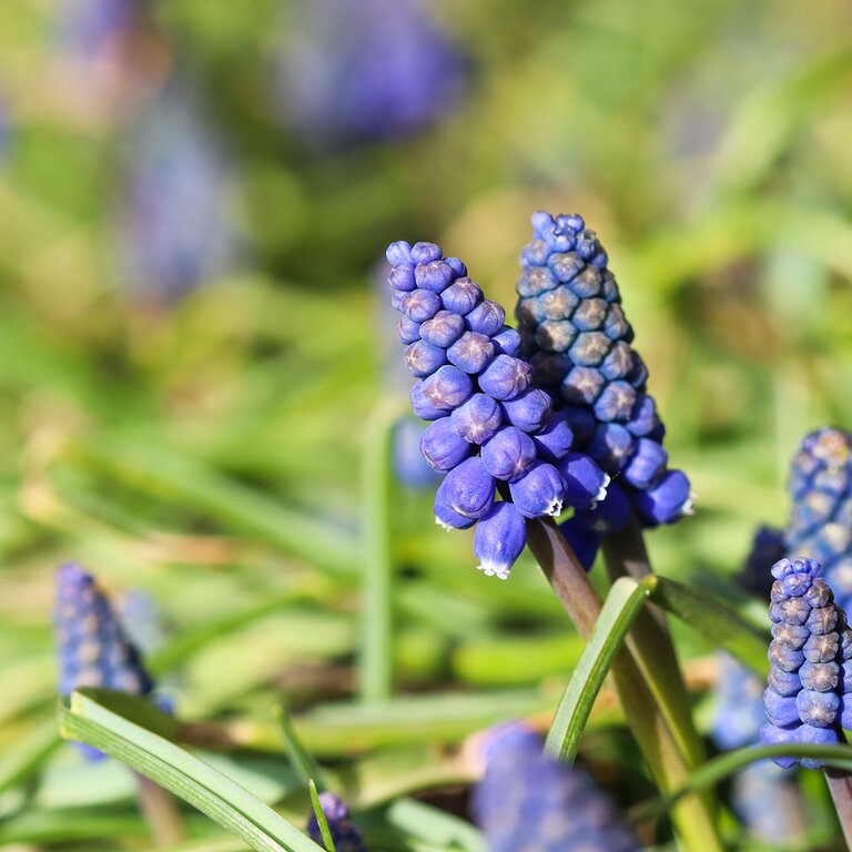 Muscari Bulbs | Grape Hyacinths & London Delivery - The Boma Garden Centre