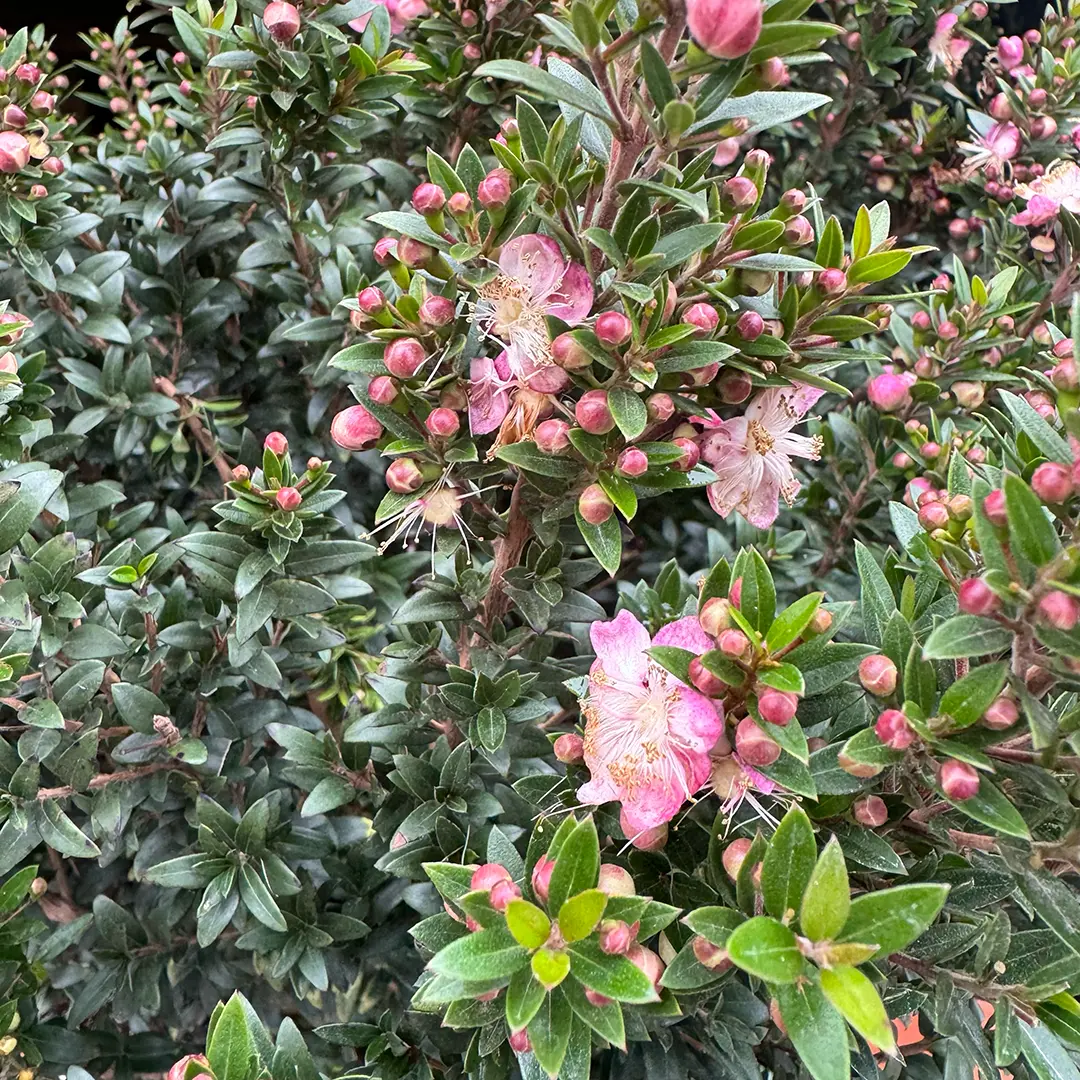 Myrtus Microphylla (8L) Small-Leaf Myrtle - The Boma Garden Centre