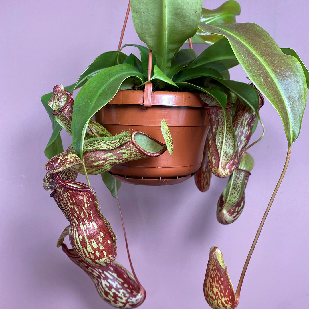 Nepenthes gaya (Pot Size 14cm) Monkey jars - The Boma Garden Centre
