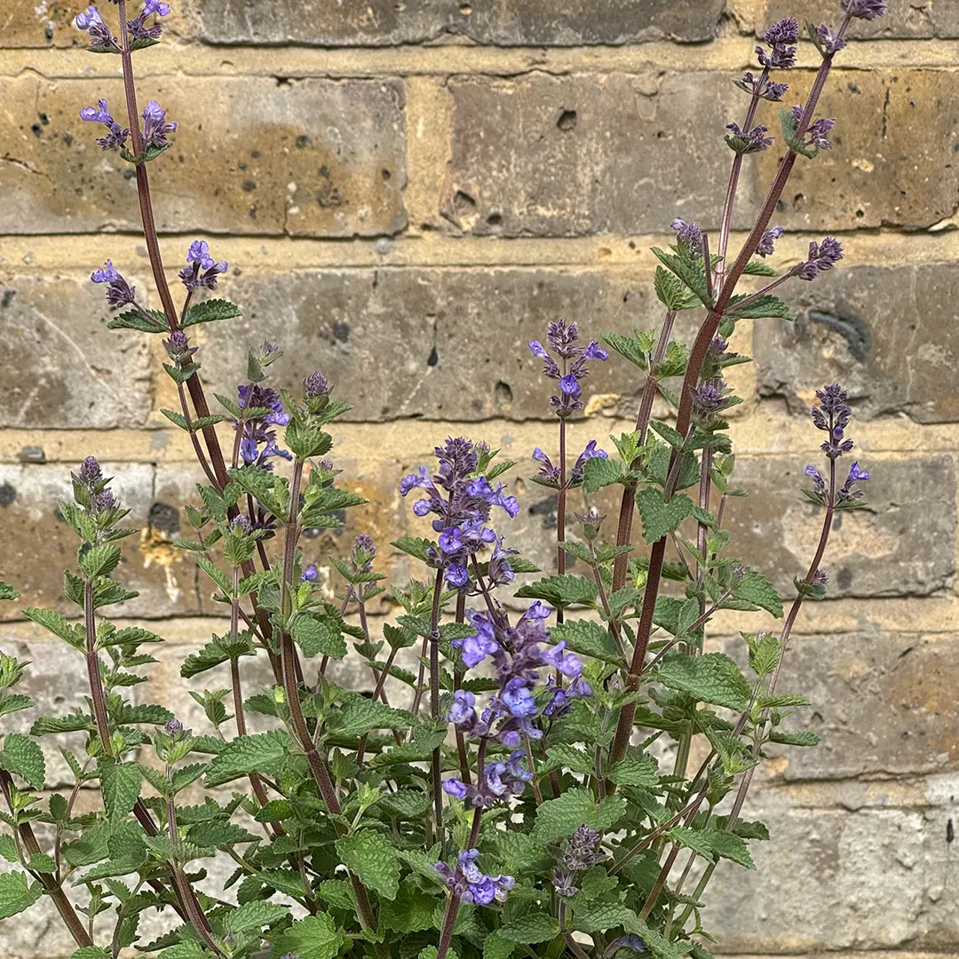 Nepeta faassenii 'Purrsian Blue' (Pot Size 3L) - Catmint - The Boma ...