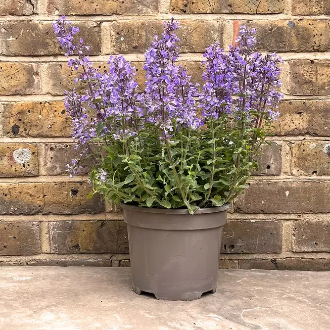 Nepeta faassenii 'Purrsian Blue' (Pot Size 3L) - Catmint - The Boma ...