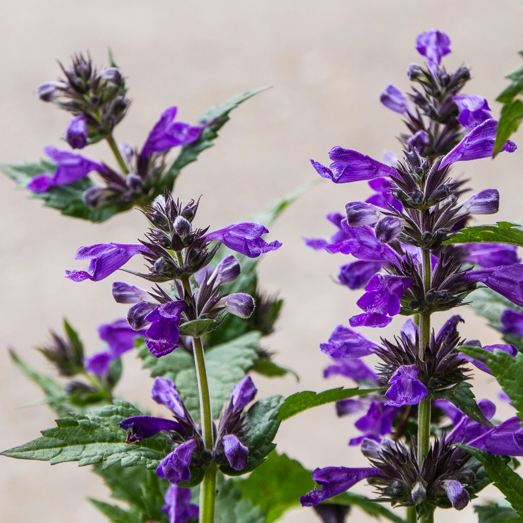 Nepeta 'Neptune' (3L) Catmint - The Boma Garden Centre