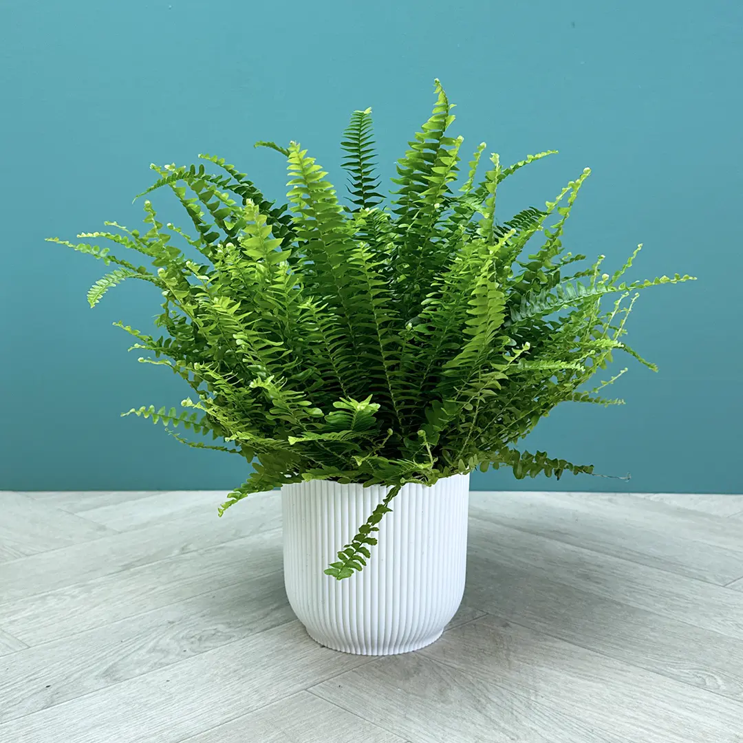 Nephrolepis exaltata ‘Green Lady’ (Pot Size 12cm) Green Lady Fern - The ...