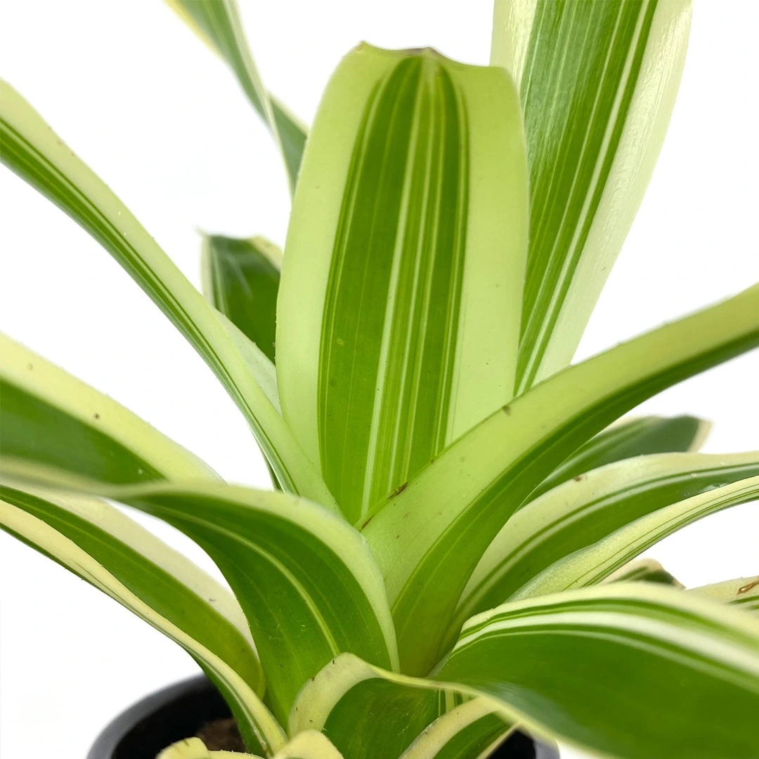 Nidularium 'Fireball' Variegated (Pot Size 5cm) Blushing Bromeliad ...