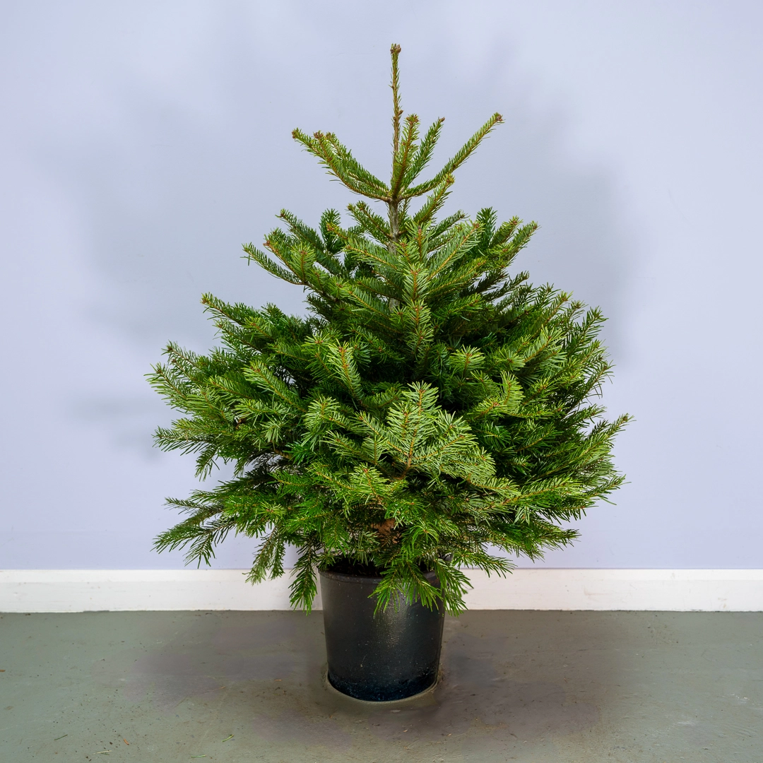 Nordmann Premium Pot Grown H100-125cm Real Christmas Tree - The Boma ...
