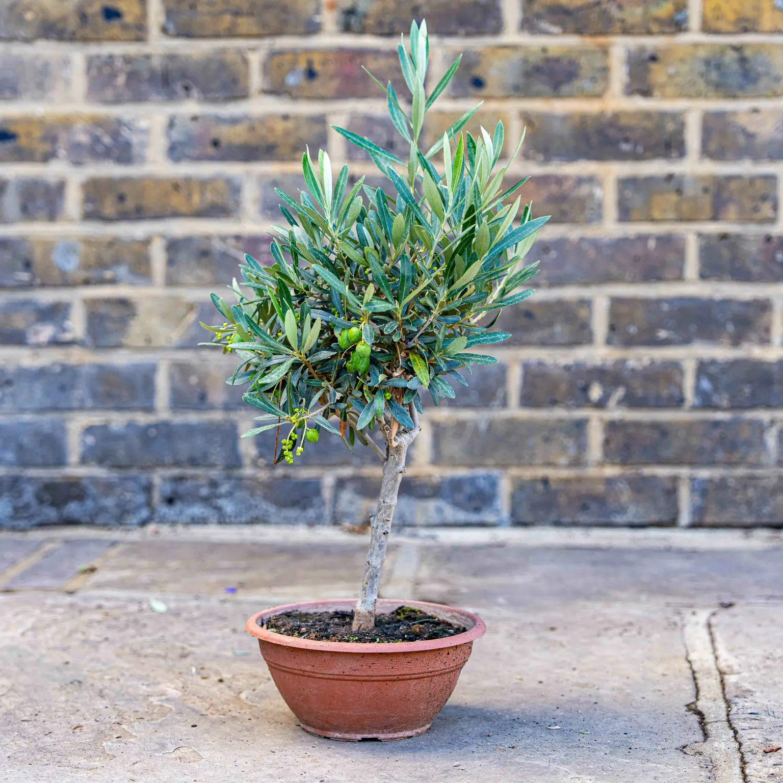 Olea europaea Bonsai Bowl (Pot Size 20cm) Olive Tree - The Boma Garden ...