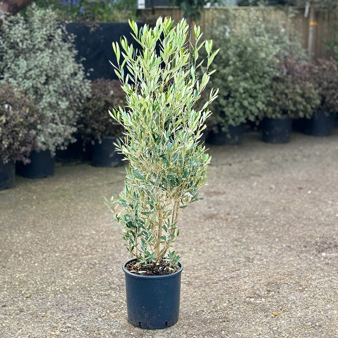 Olea europaea Bush (D40xH1.35cm) (Pot Size 10L) Olive Bush - The Boma ...
