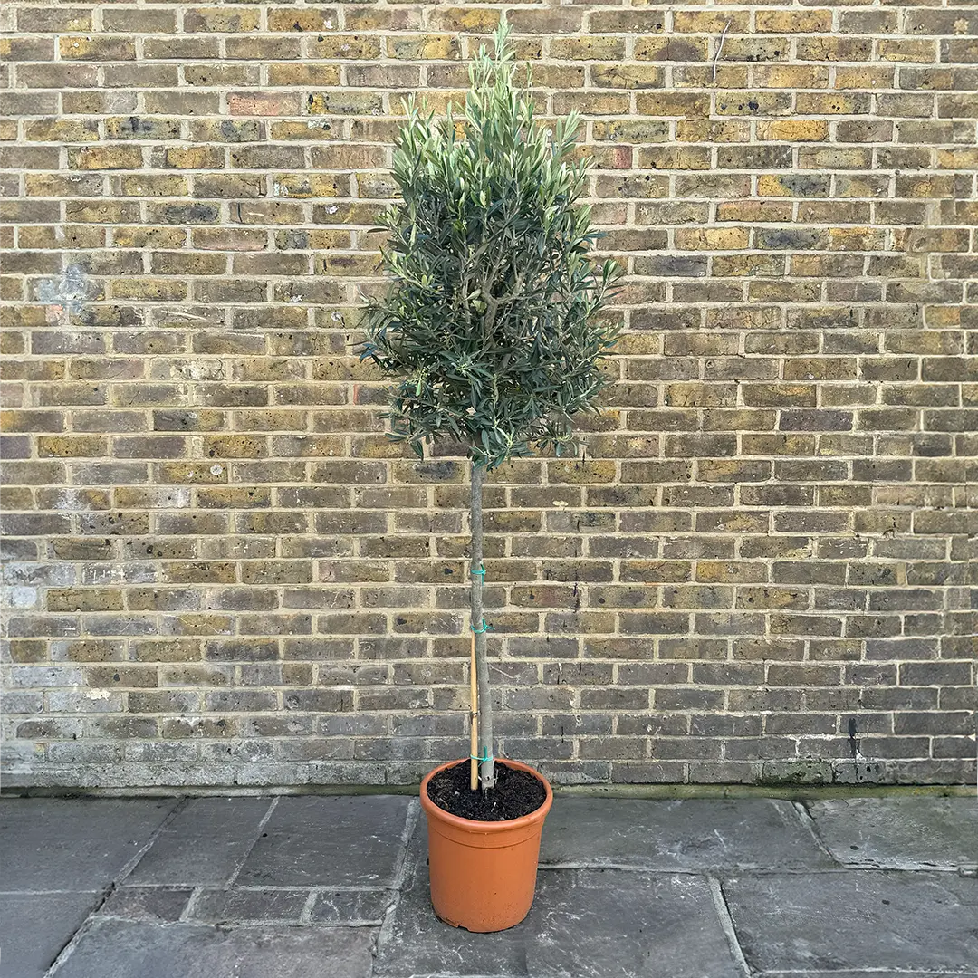 Olea europaea 'Clipped Head' (Trunk Girth 8-10cm) (Pot Size 15L) Olive ...