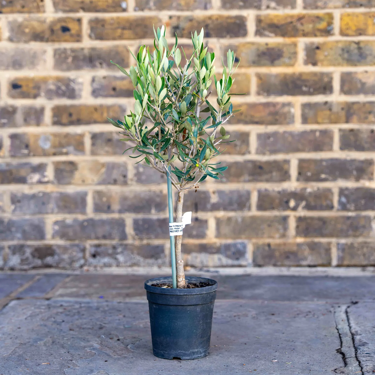 Olea europaea Mini Stem (Pot Size 14cm) Olive Tree - The Boma Garden Centre