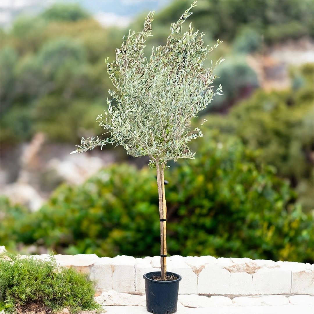 Olea europaea Standard Loose Head (Pot Size 15L) Olive Tree - The Boma ...